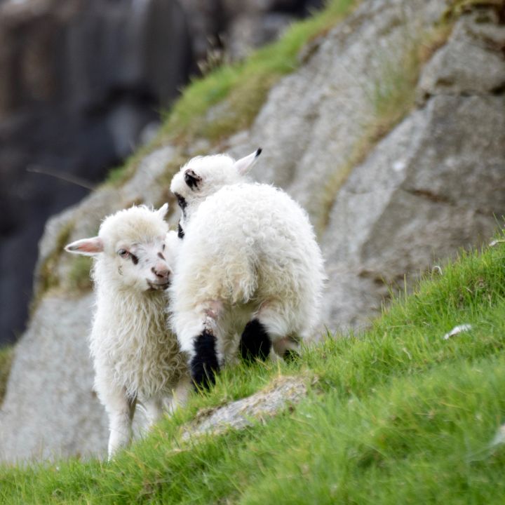At arbejde på Færøerne | FlexWork